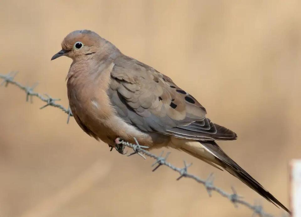 22 Things Most Maine Residents Never Realize About Mourning Doves ...