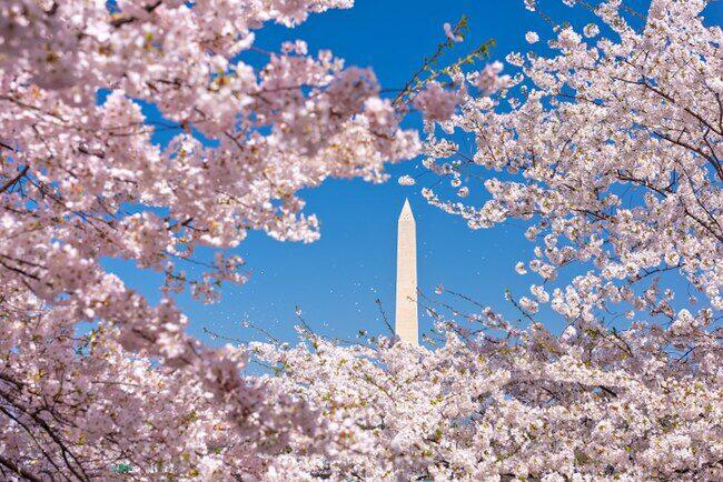 Japan Gifts the U.S. 250 Cherry Trees for 250th Anniversary of ...