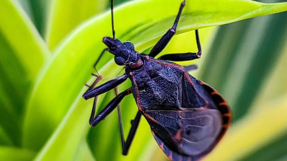 Deadly “Kissing Bug” Parasite Has Established Itself in the U.S. — Here ...