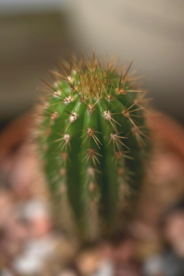 Cactus Logic: How Spines, Slime, and Shape Beat the Desert Heat - NewsBreak