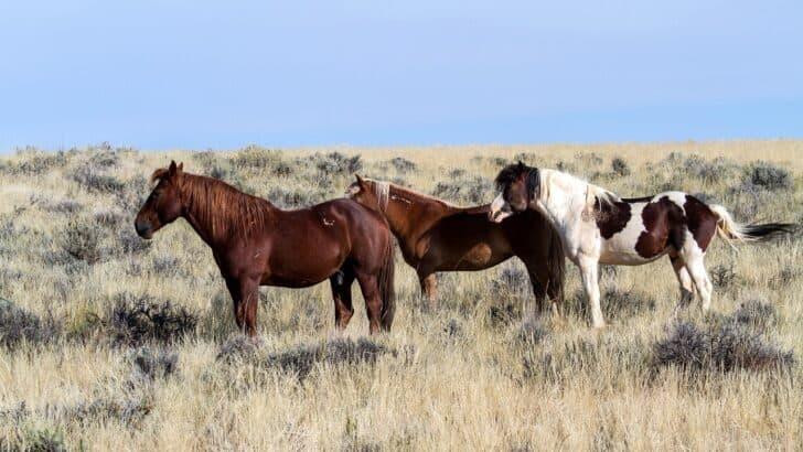 12 Fascinating Facts About Wild Mustangs - NewsBreak
