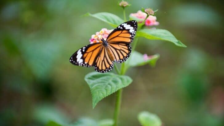 This Butterfly Tastes With Its Feet - NewsBreak