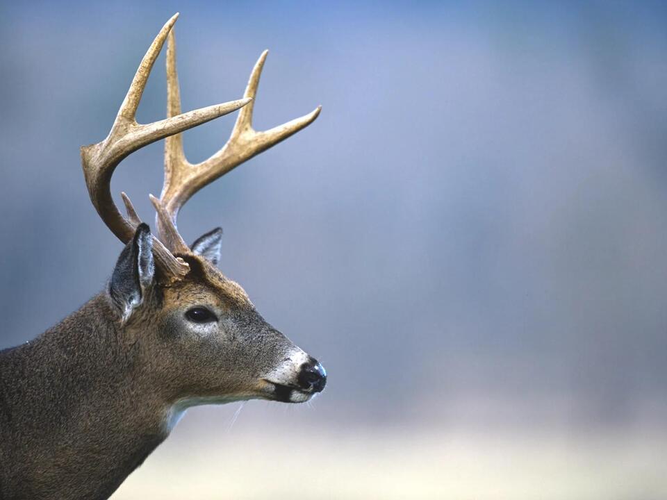 N.C. Wildlife Resources Commission reports additional cases of Chronic ...