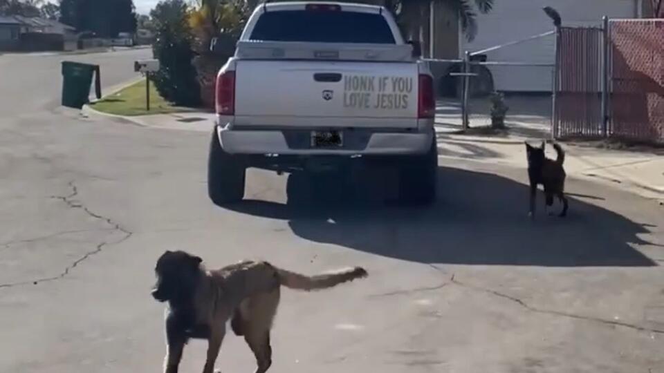 Experts emphasize laws against animal abandonment as Kern County faces ...