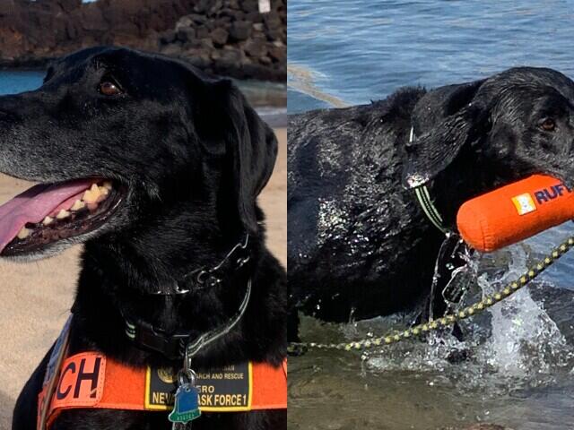 Nevada Task Force 1 canine, who responded to Hawaii fires, has died ...