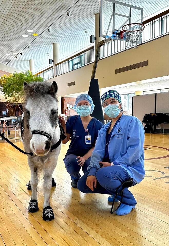 Mane In Heaven to honor St. Francis Hospital nurses with miniature ...