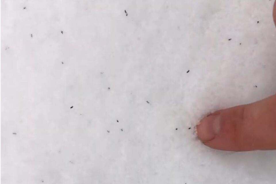 Why Seeing Snow Fleas in Michigan is a Tremendous Sign - NewsBreak