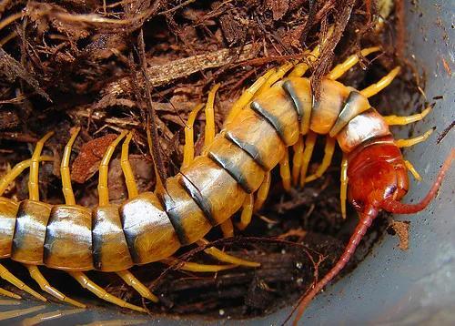 The Most Poisonous Insect in the World – A Tiny but Lethal Creature ...