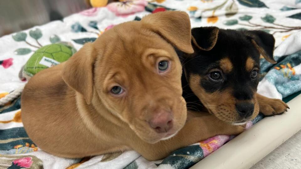Paws for Charity: How you can make a difference for animals at Hope for ...