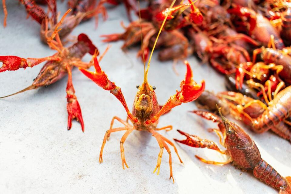 What You Need to Know About Crawfish Season in Louisiana for 2026 ...