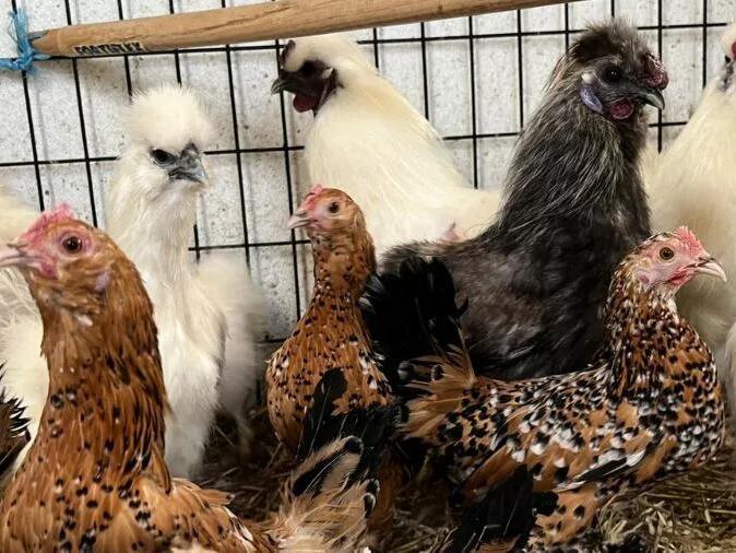 Methuen's Nevins Farm Urgently Looks For Farm Bird Adopters