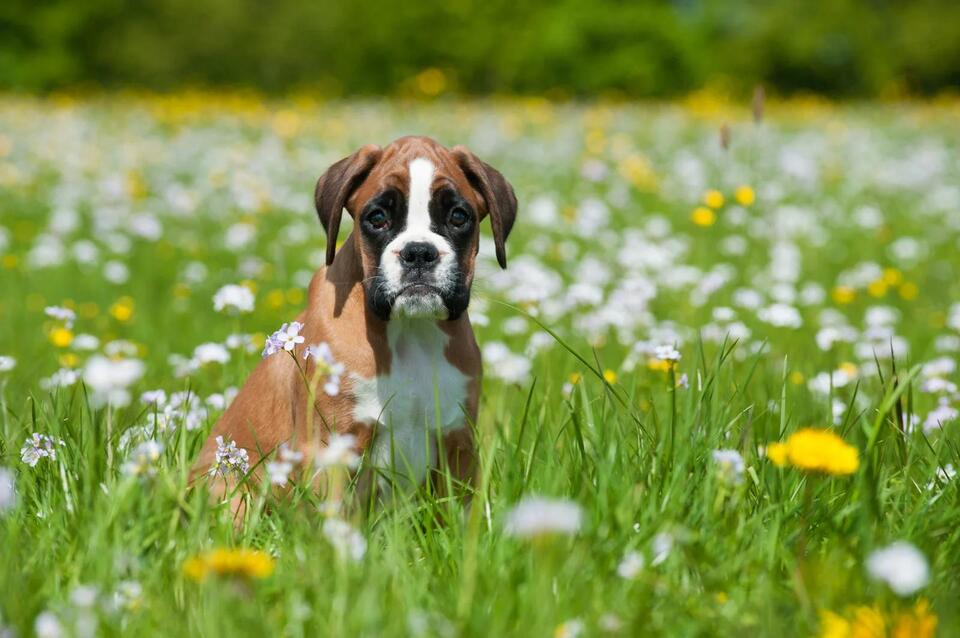 The Ultimate Guide About the Boxer: Facts, History and Maintenance ...