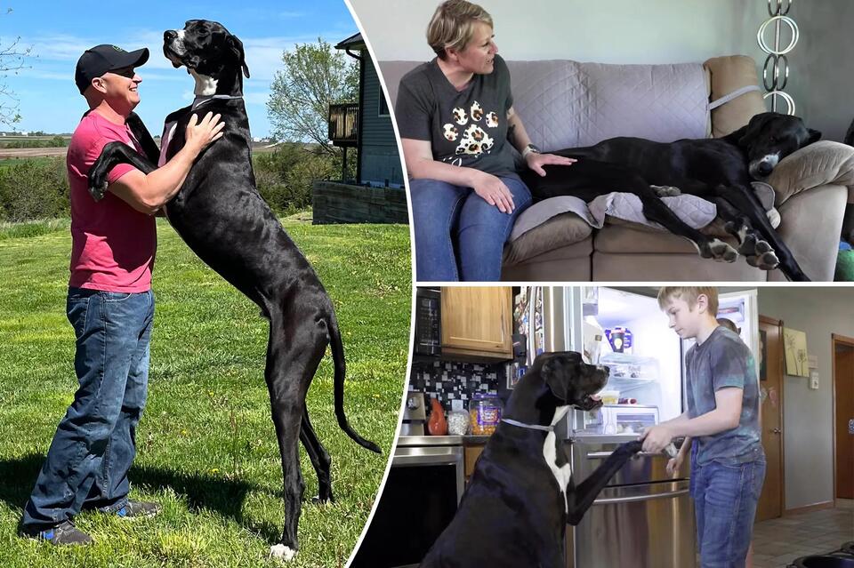 Kevin the Great Dane ascends the Guinness World Records as tallest ...