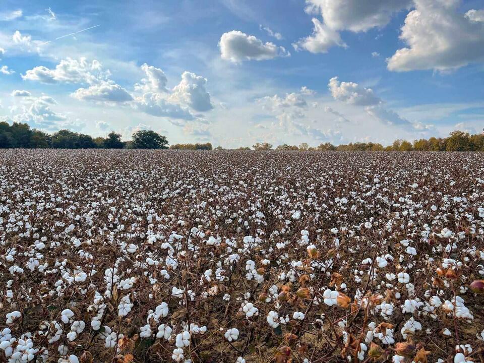 Cotton Rallying on Monday Morning - NewsBreak