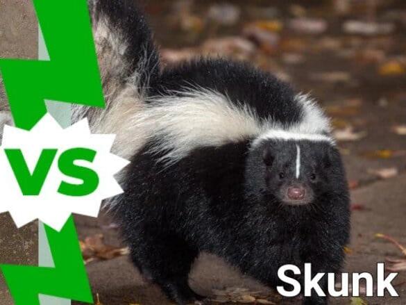 Badger vs Skunk: How to Spot the Differences and Where You Might Encounter Each