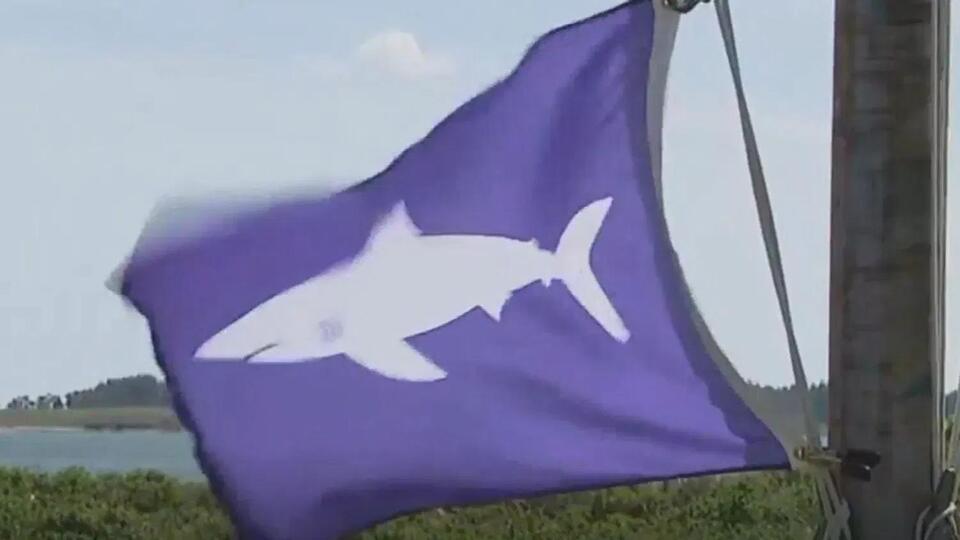 Shark sighting at Reid State Park prompts brief water closure for ...