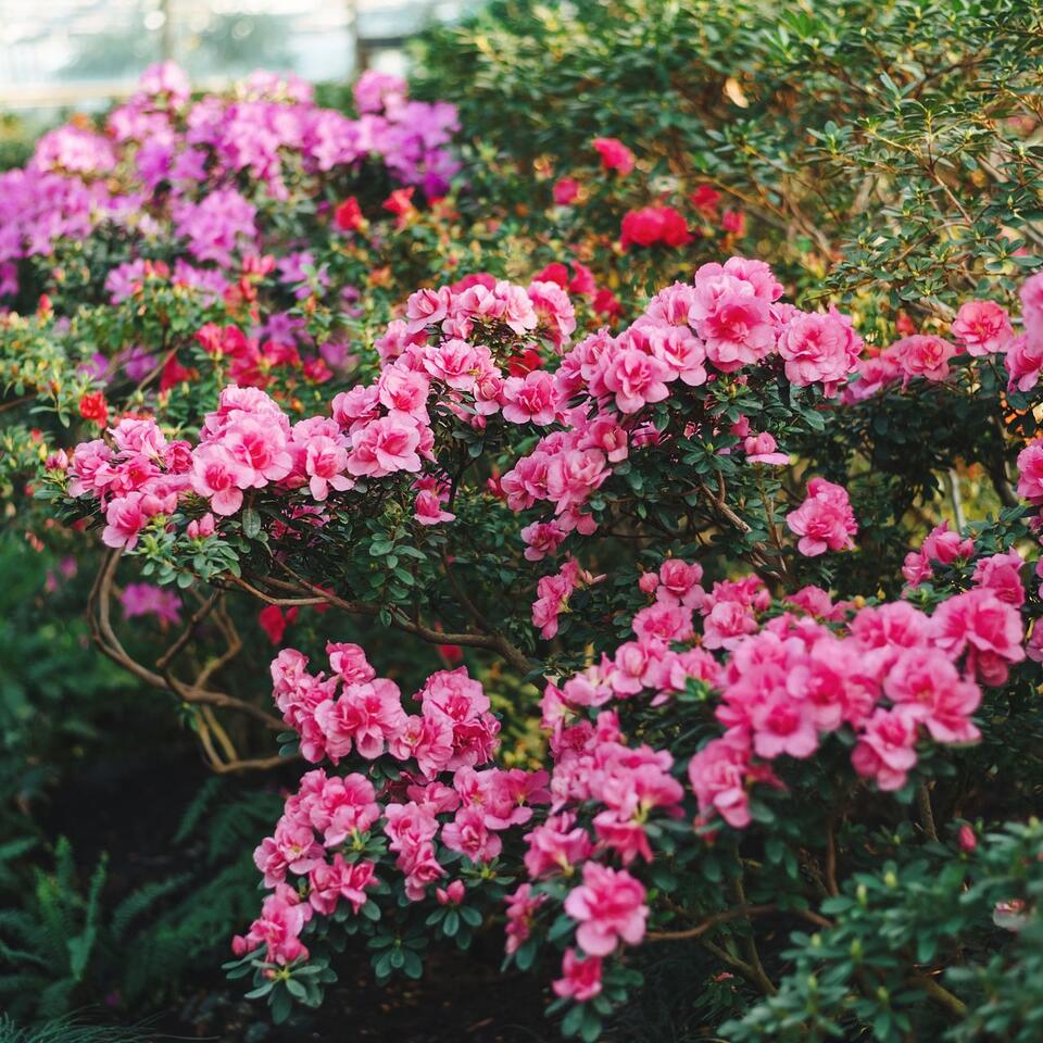 7 Reblooming Azaleas to Grow for a Fall Garden Bursting With Beautiful ...