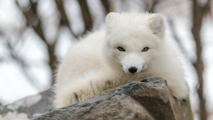 Animals That Embody America’s Winter Energy - NewsBreak