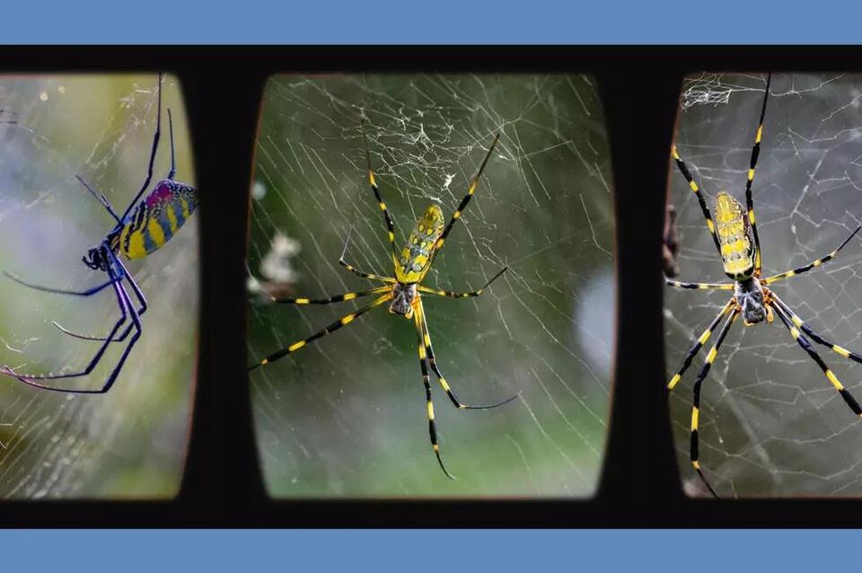 Are Joro Spiders Invading New York? What You Need To Know - NewsBreak