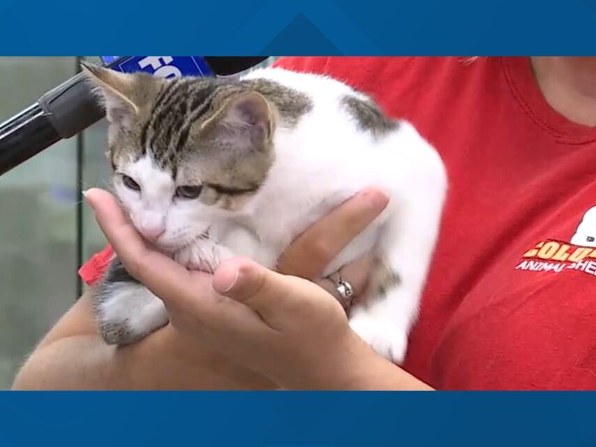 'Cat Cafe' coming to Lancaster, allowing customers to enjoy coffee and ...