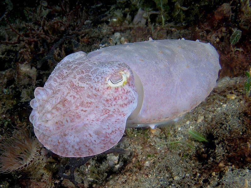 Ocean Animals with the Weirdest Mating Rituals - NewsBreak