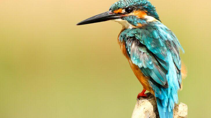 The Best Bird Breeders and Ethical Pet Bird Sellers - NewsBreak