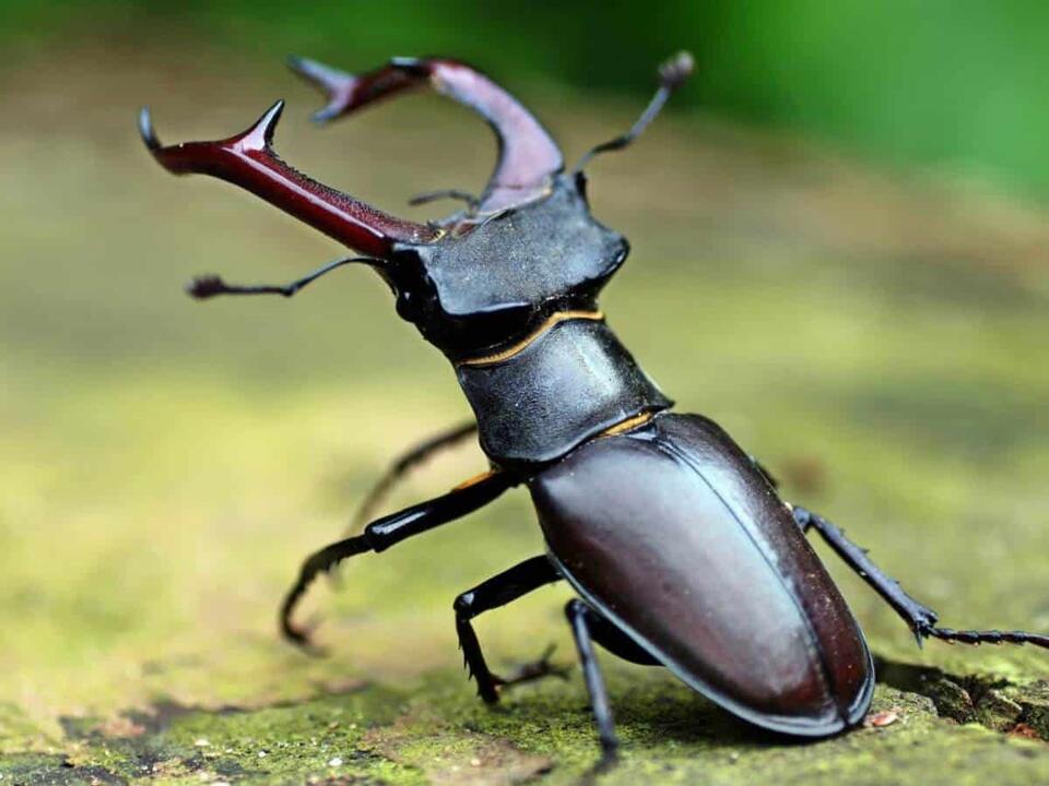 21 Amazing Facts About Stag Beetles