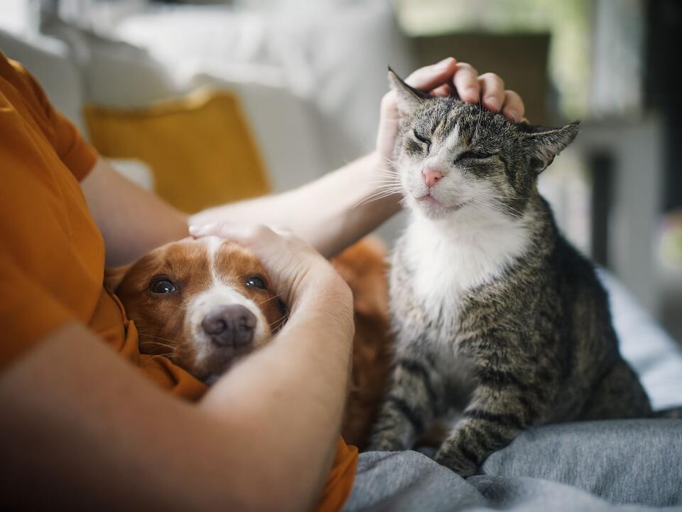 Can our pets make us sick? Yes, but it's a rarity with proper ...