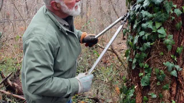 New research uncovers surprising side effect of eradicating invasive ...