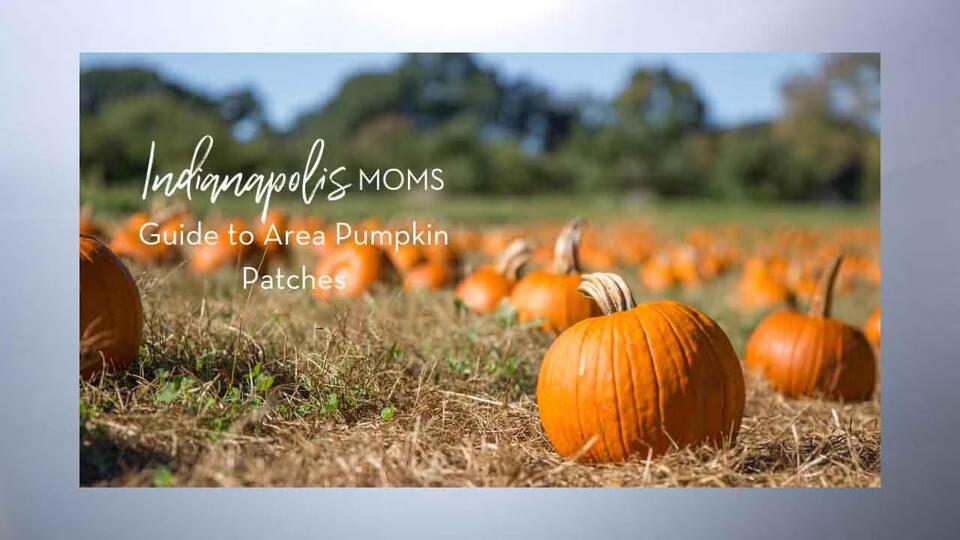 Pumpkin patch picks for families to visit this fall - NewsBreak