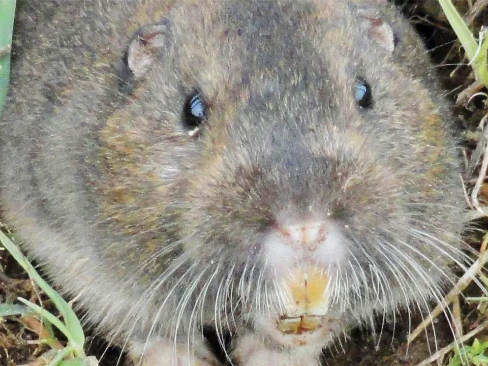 When Nature Strikes: My Gopher Bite Story