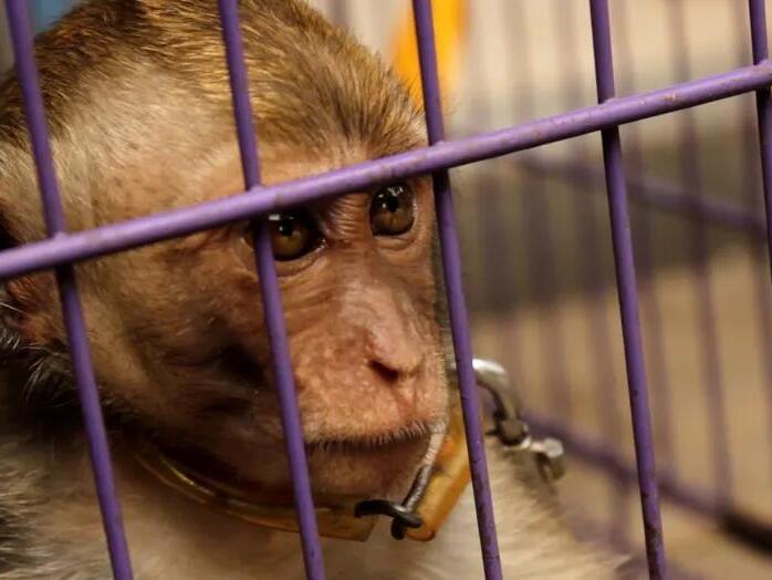 Virginia man pleads guilty to producing and distributing disturbing ...