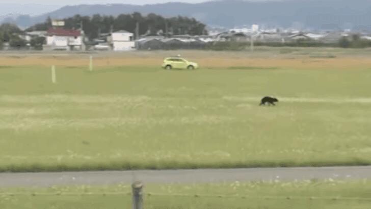 Runaway Bear Shuts Down Japanese Airport in Early-Morning Drama - NewsBreak