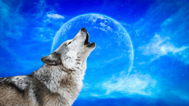 The Wolf as a Spirit Animal Symbolism and Meaning - NewsBreak