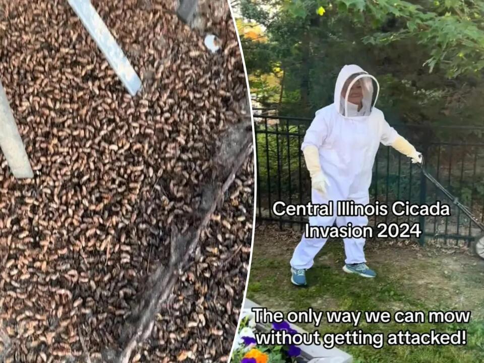 ‘Cicada Invasion 2024’ has people freaking out — and uploading creepy ...