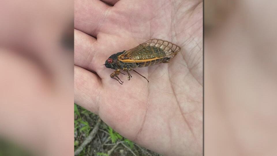 Yes, cicadas can pee at 10 feet per second. It's called 'cicada rain ...