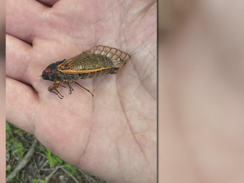 Yes, cicadas can pee at 10 feet per second. It's called 'cicada rain'