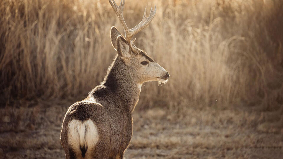 15 states where mule deer range is shifting faster than hunters expect ...