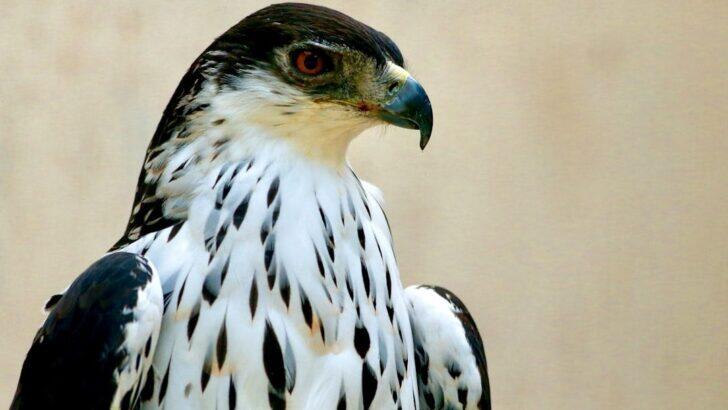 What The Falcon as Your Native American Zodiac Sign Means - NewsBreak