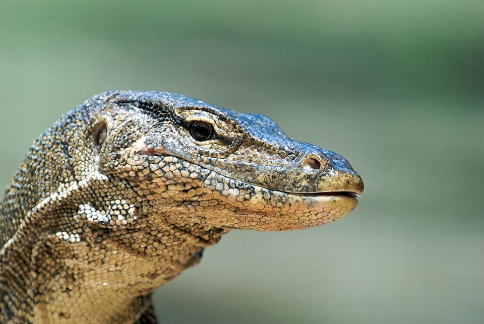 Are Lizards Living Proof That the Age of Dinosaurs Never Really Ended ...