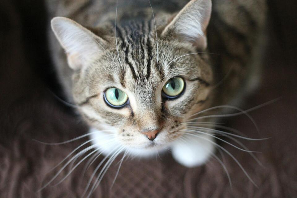 10 Signs Your Cat Is Closer to You Than Anyone Else - NewsBreak