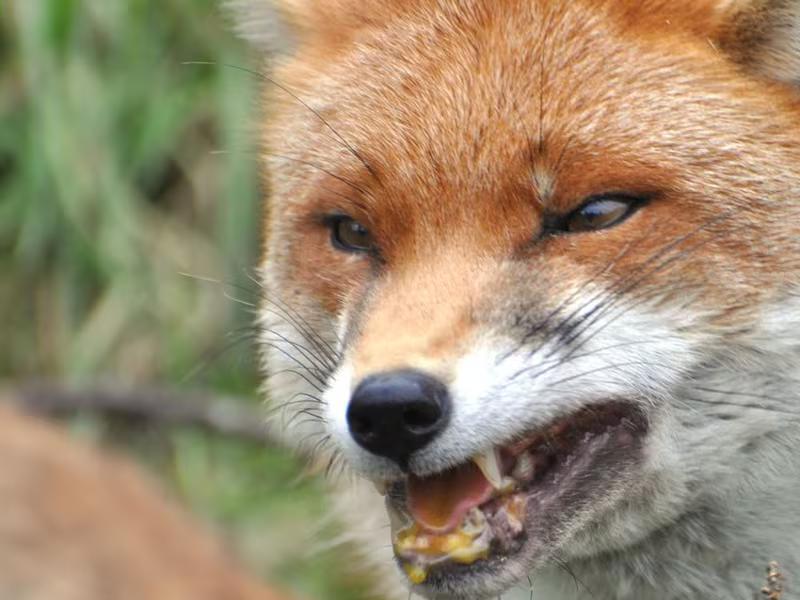 Rabid fox attacks Jefferson County resident at her home