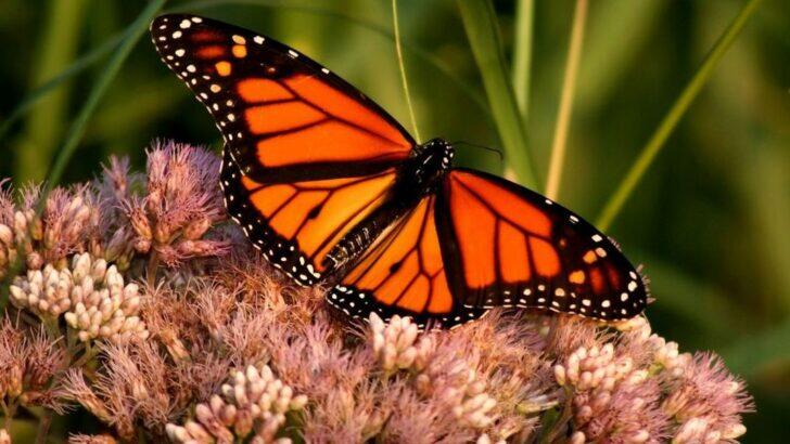 The Incredible Journey of Monarch Butterflies: A Natural Wonder - NewsBreak
