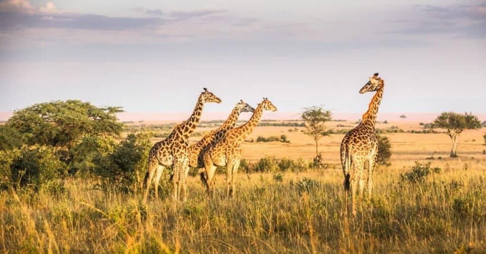The 19 Least Intelligent Animals in the World (2024 Edition) - NewsBreak