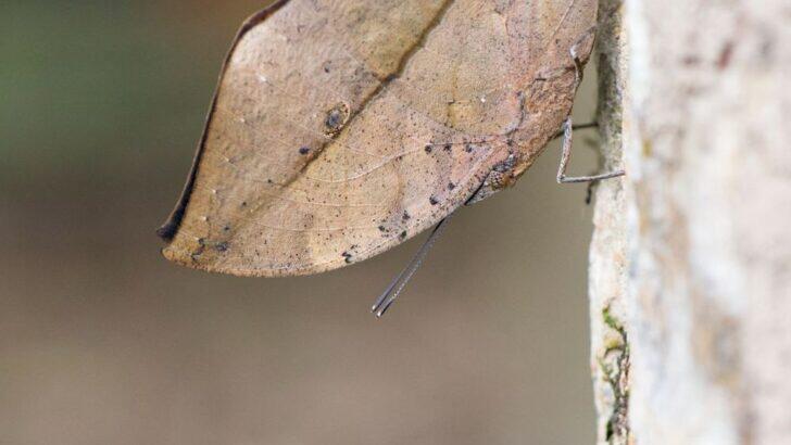 These Unique Animals Have Developed Stunning Camouflage Techniques to ...