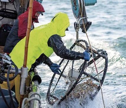 Dungeness Crab season opens on the Oregon Coast - NewsBreak