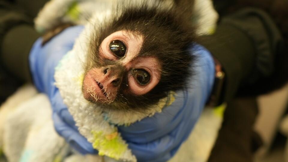 California Zoo Rescues Spider Monkey Named Violeta From Narcotics Den ...