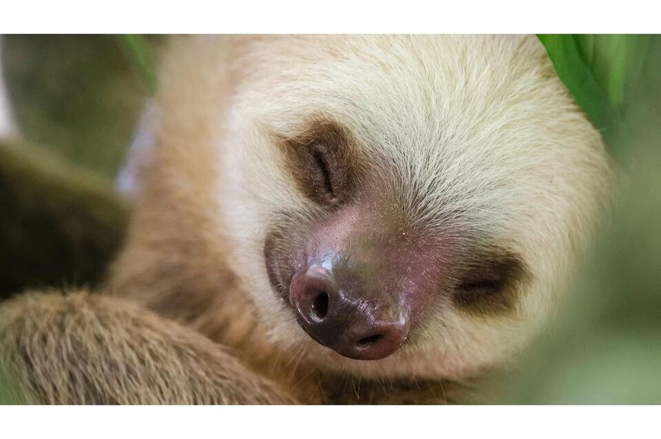 Why Sloths Are So Slow — And How That’s Weirdly Brilliant - NewsBreak