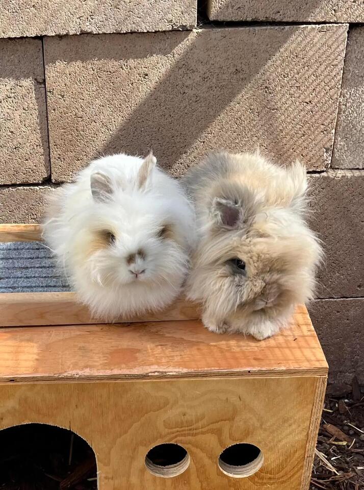 CJ Ward & Beth Farnsworth, Buttercup & Smores and Figuero - NewsBreak