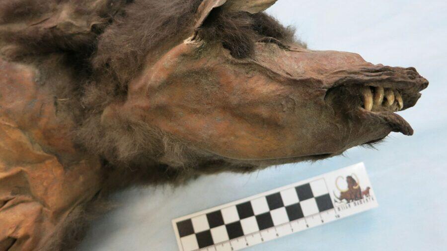 Prehistoric wolf’s gut frozen in time reveals an ice age giant - NewsBreak